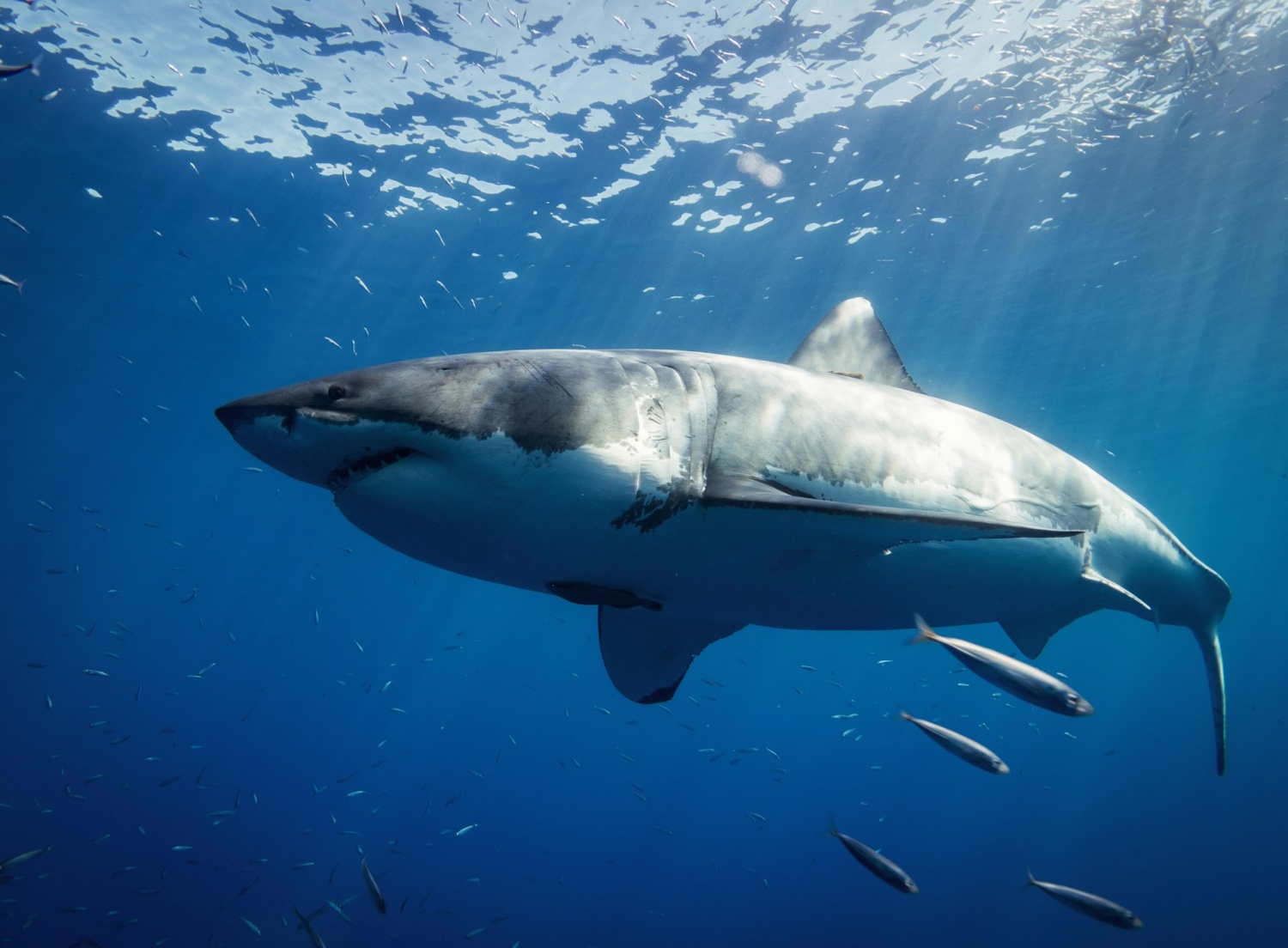 Des grands requins blancs observés pour la première fois changeant de ...