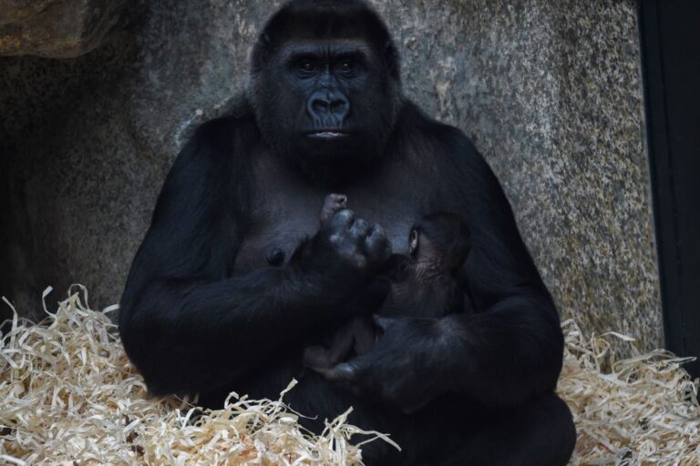 Des papas animaux surprenants : 8 pères les plus dévoués du règne ...
