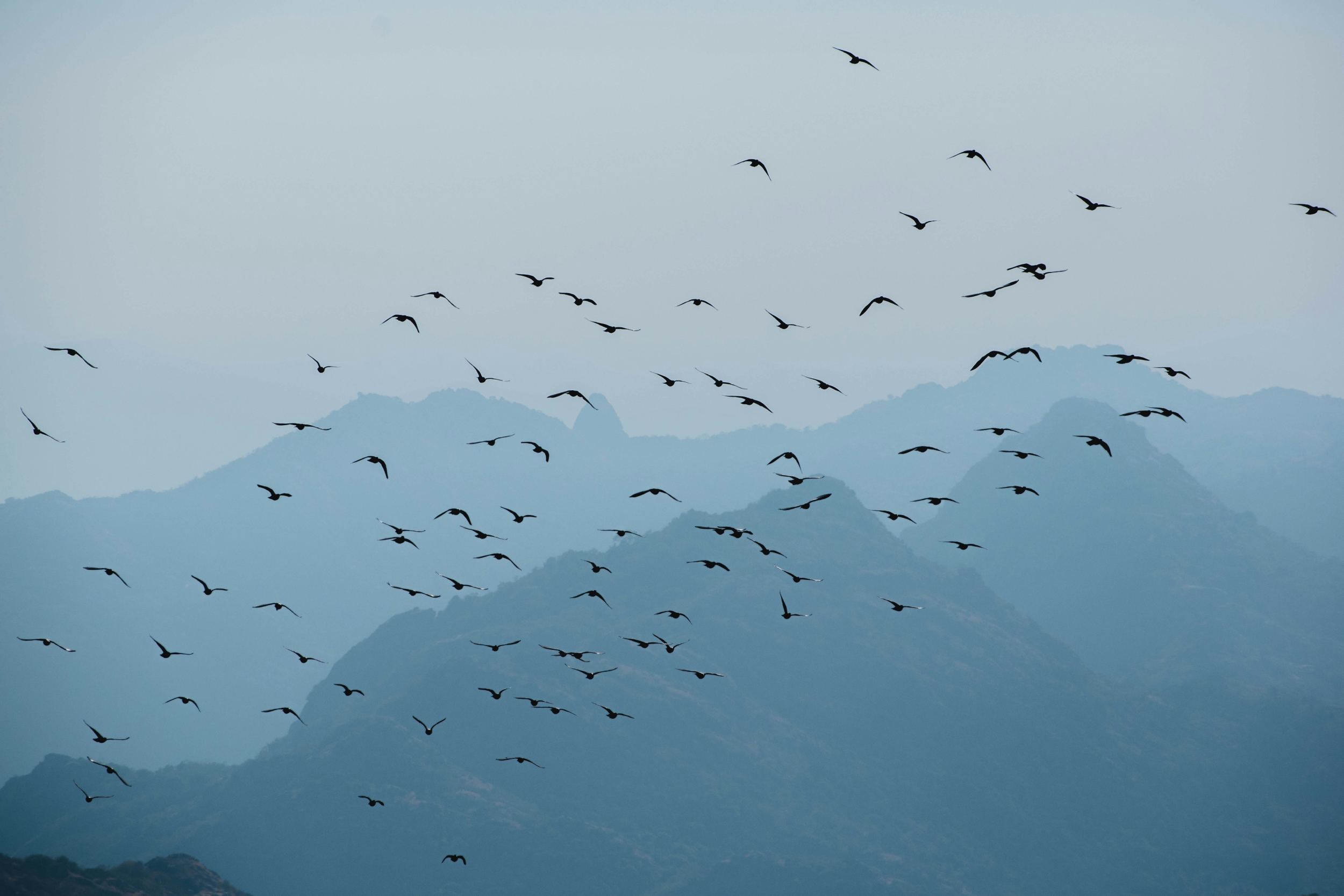 Navigation pour la migration des oiseaux : comment les oiseaux ...